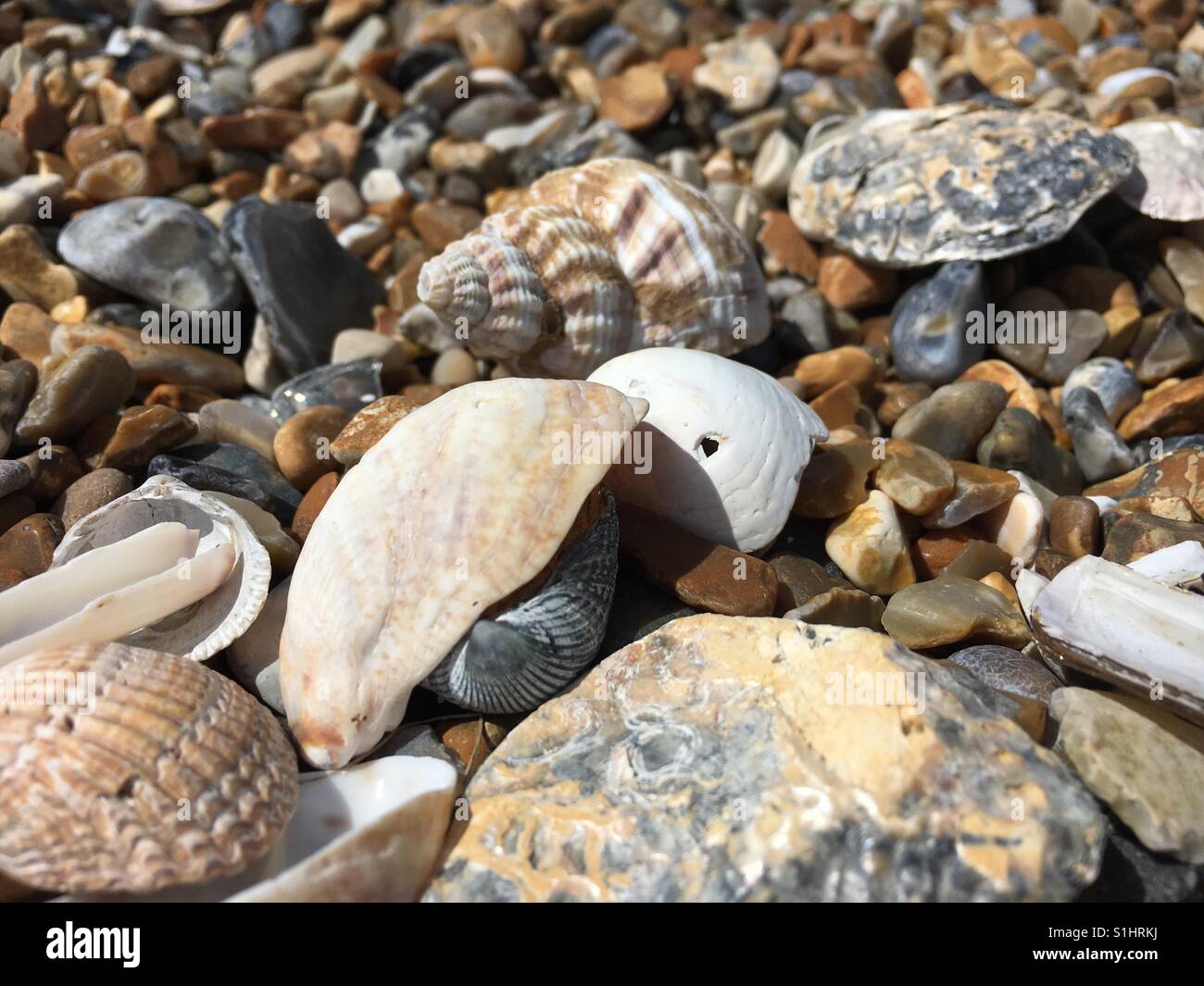 Shells on beach Stock Photo - Alamy