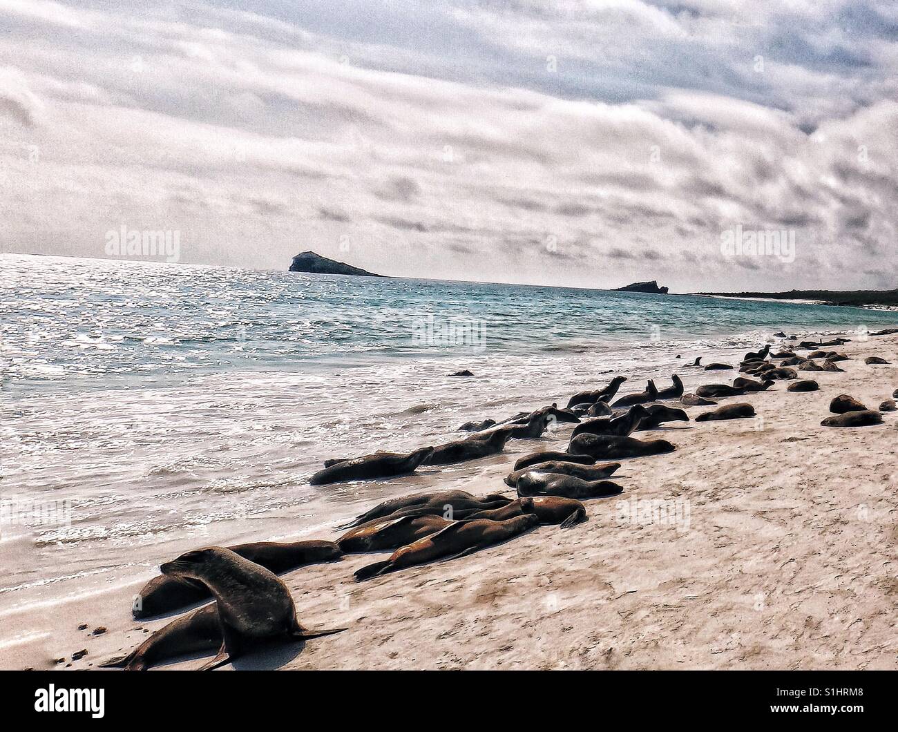 Sea lion colony hi-res stock photography and images - Alamy