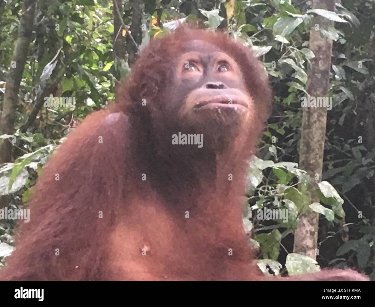 Orangutan in Borneo jungle Stock Photo - Alamy