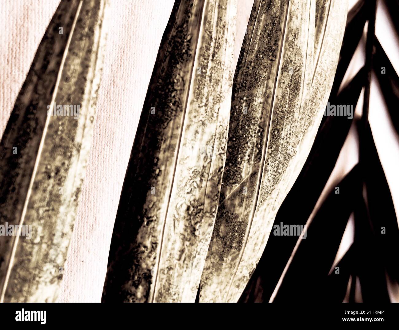 Organic structure hi-res stock photography and images - Alamy