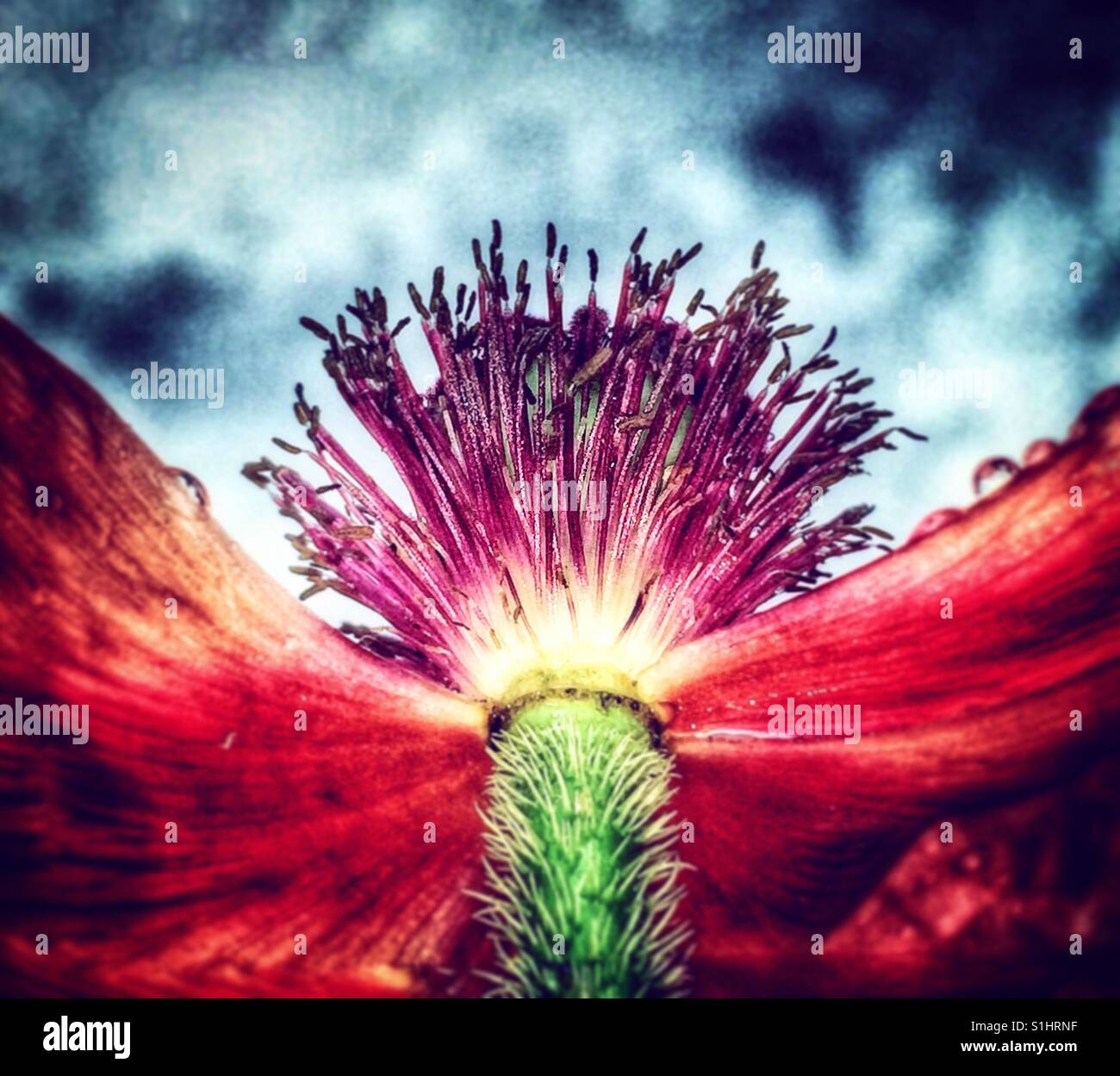 Poppy close up Stock Photo - Alamy