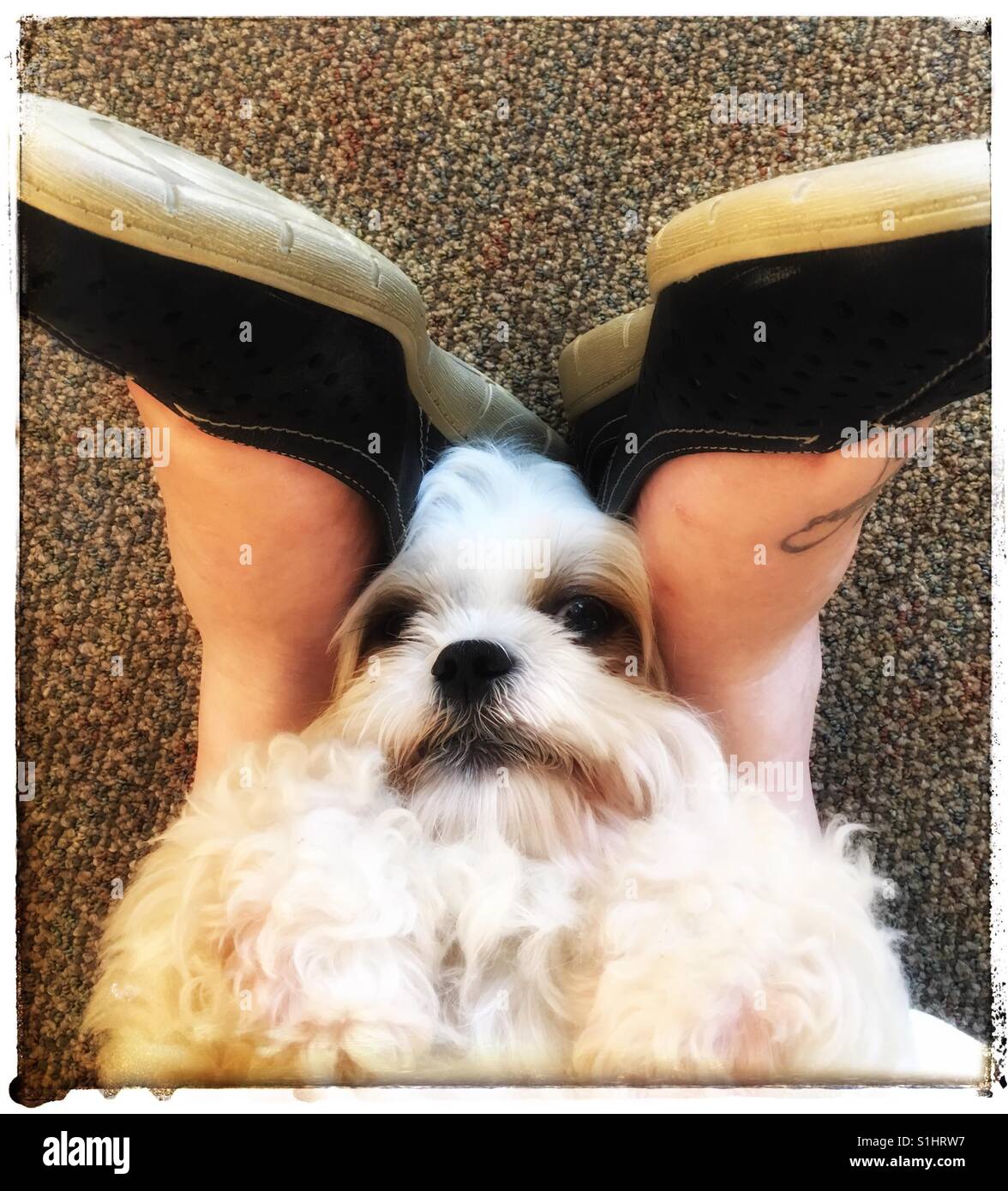 Dog by feet hi-res stock photography and images - Alamy