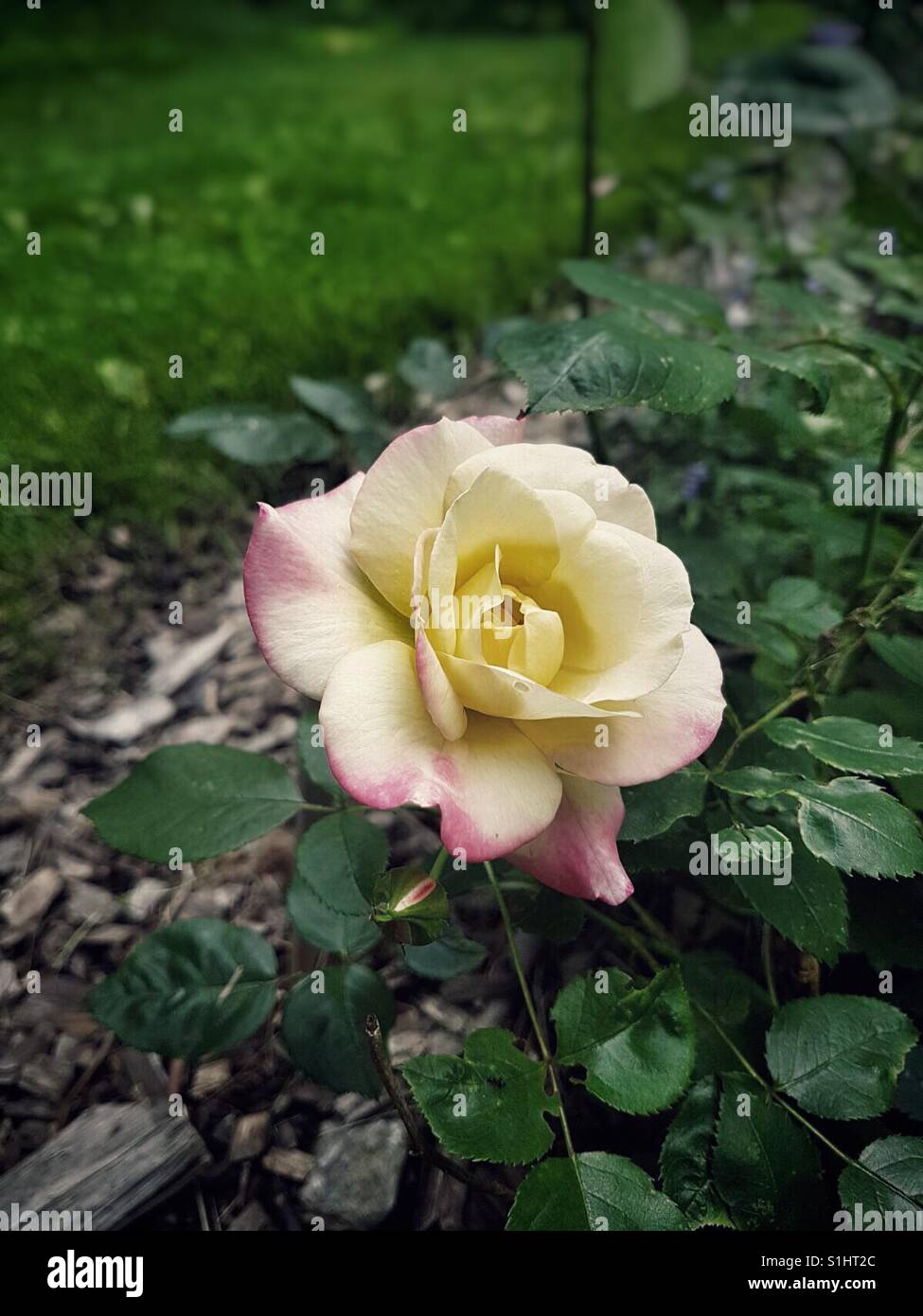 Pink edged rose petals hi-res stock photography and images - Alamy