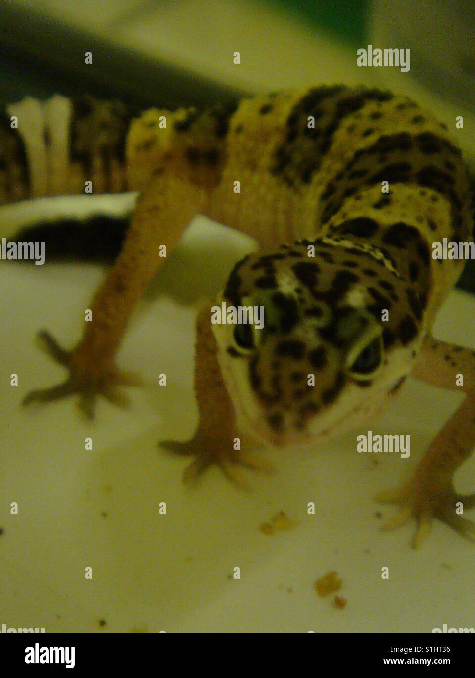 Mack snow hi-res stock photography and images - Alamy