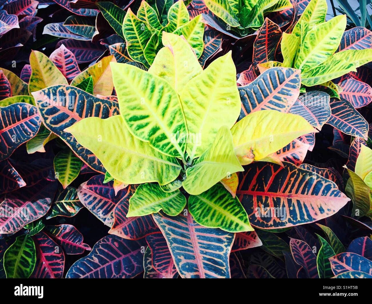 Pretty green leaves hi-res stock photography and images - Alamy