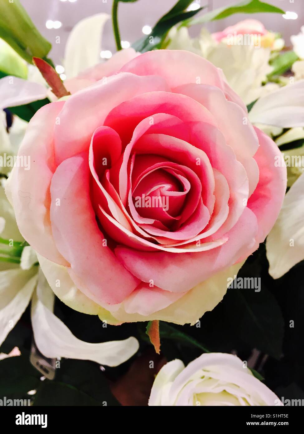 Beautiful pink rose hi-res stock photography and images - Alamy