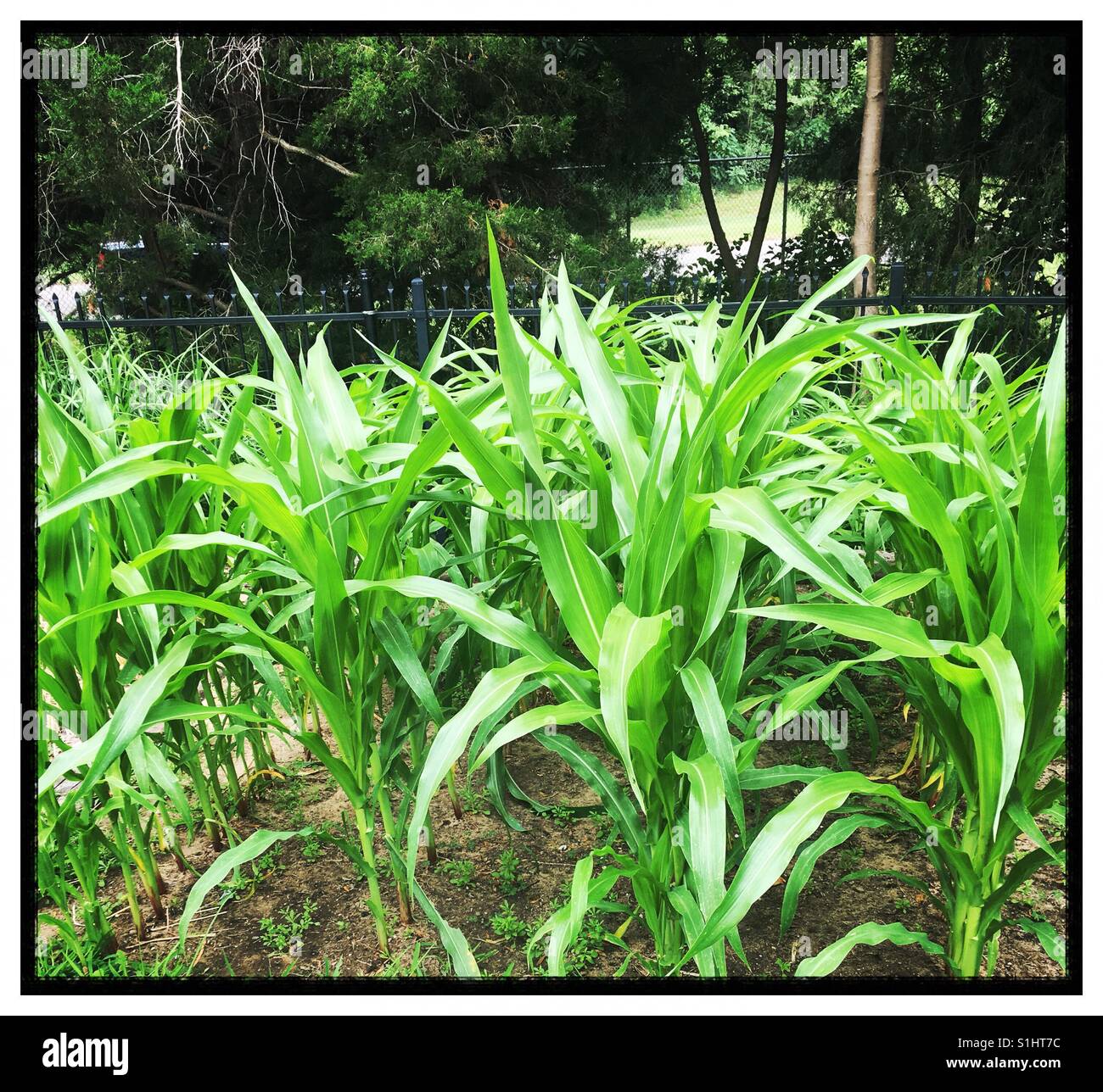 Healthy crop hi-res stock photography and images - Alamy