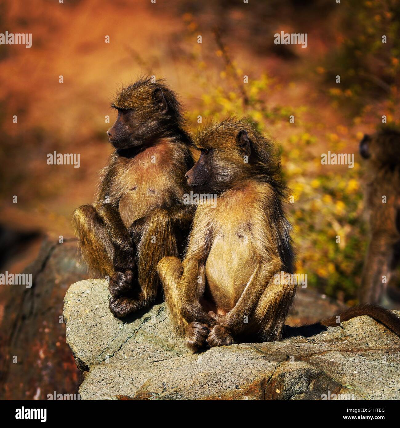 Brother baboons hi-res stock photography and images - Alamy