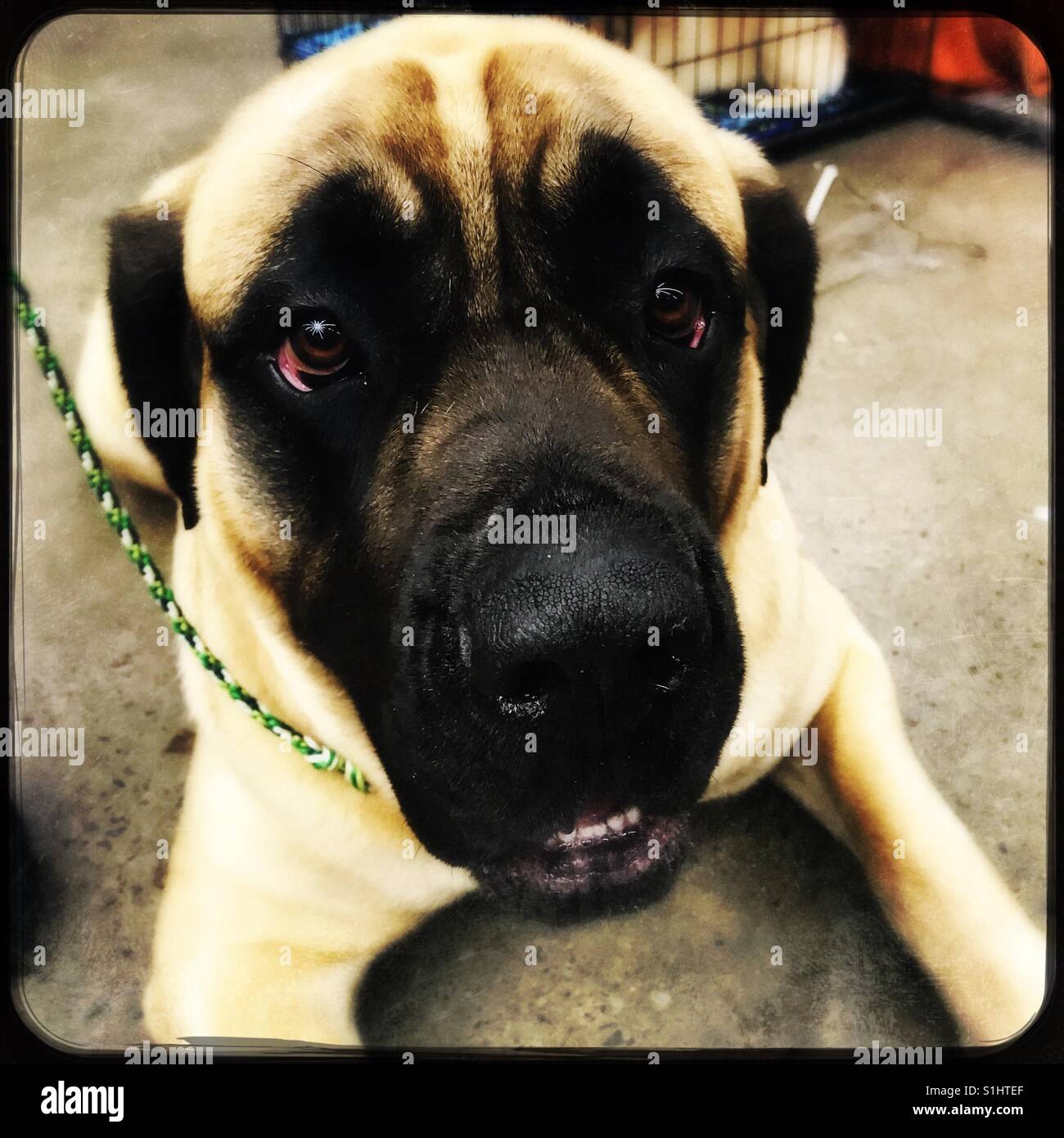 Big sweet guy Stock Photo - Alamy