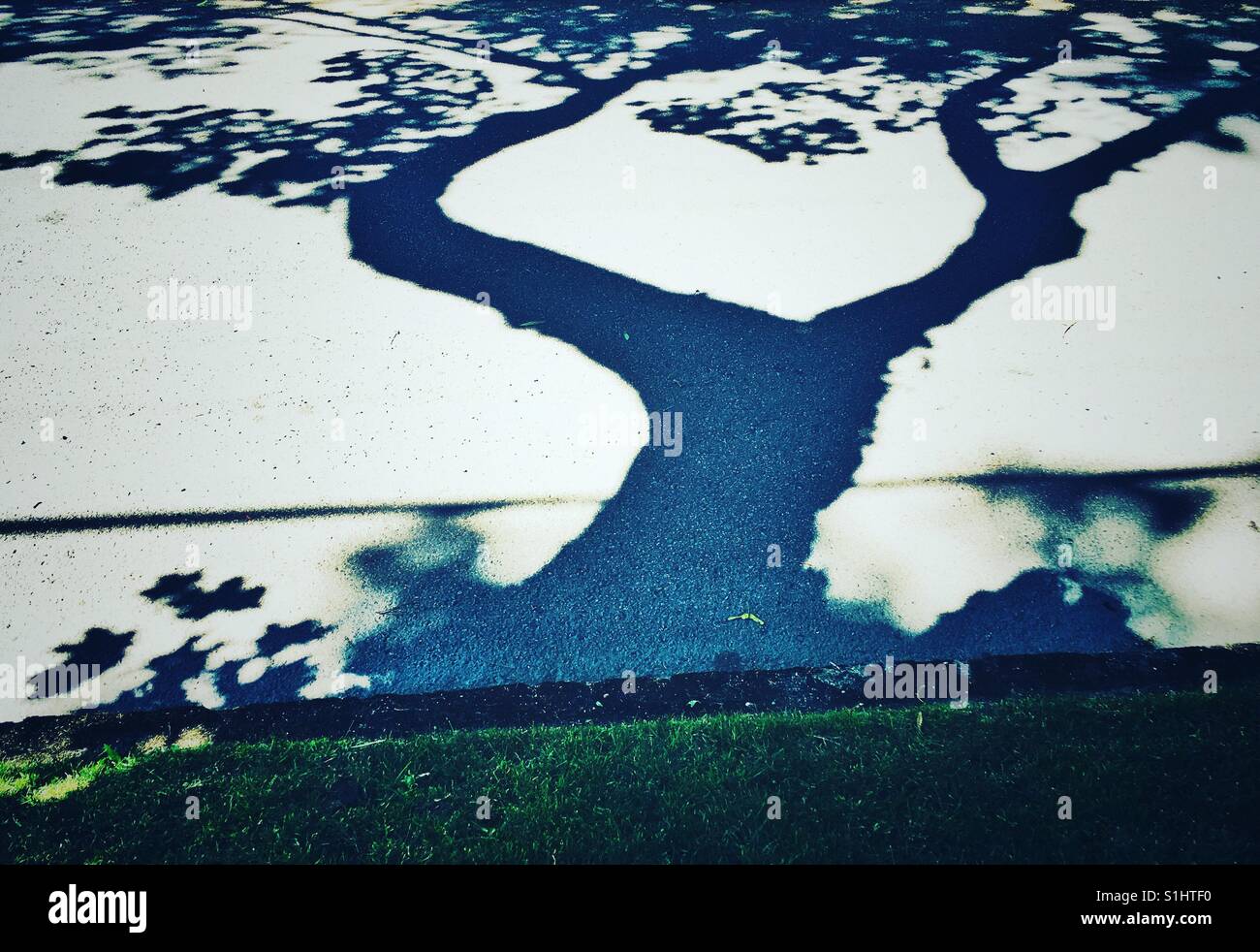 Y shaped tree hi-res stock photography and images - Alamy