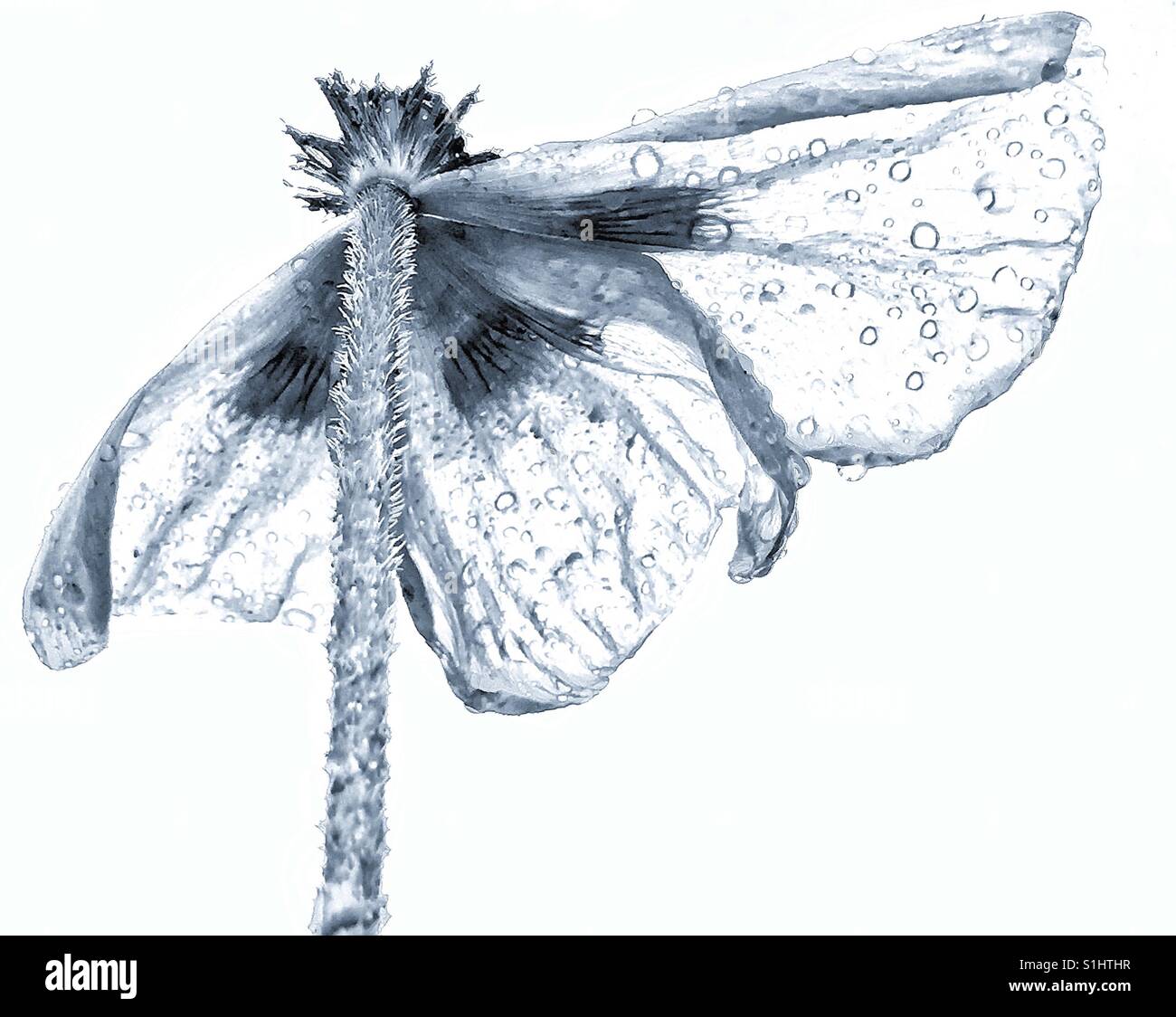 Faded poppy hi-res stock photography and images - Alamy