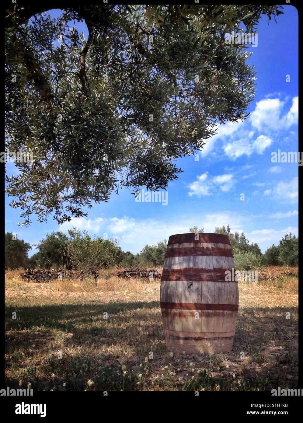 Antique wine barrel underneath an olive tree, Catalonia, Spain Stock ...