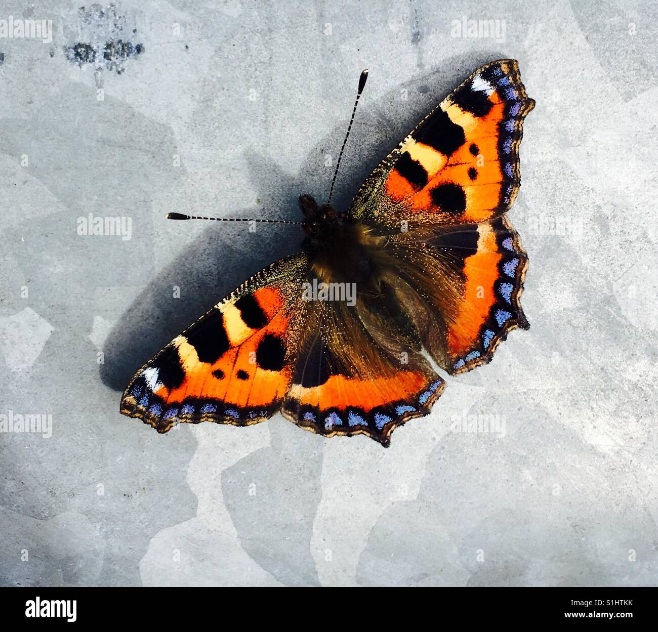 Tortoise shell butterfly wings hi-res stock photography and images - Alamy