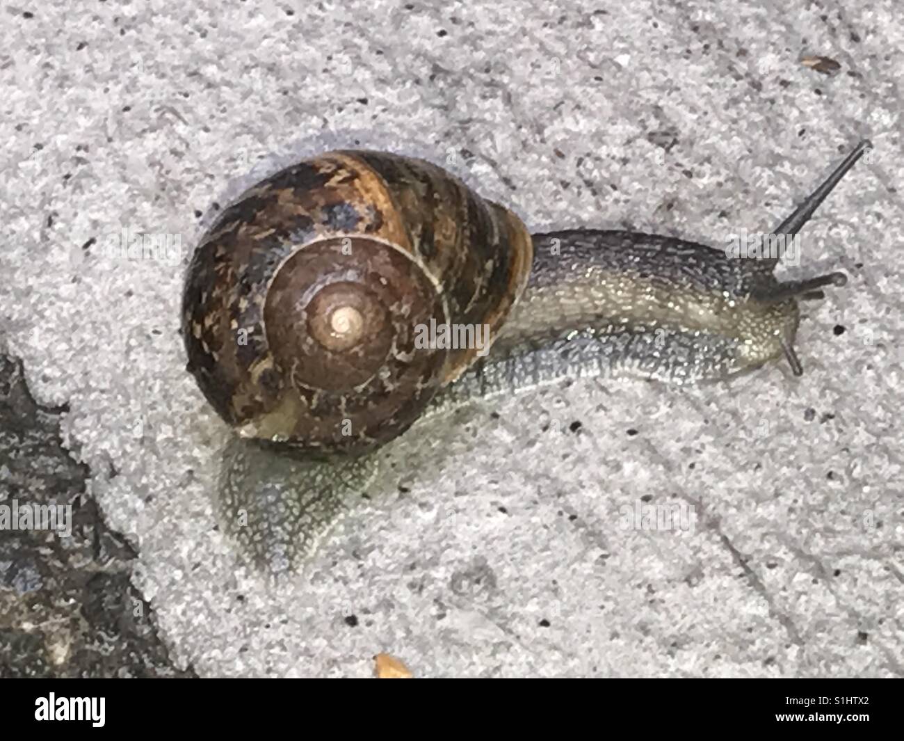 Snail in the garden Stock Photo - Alamy