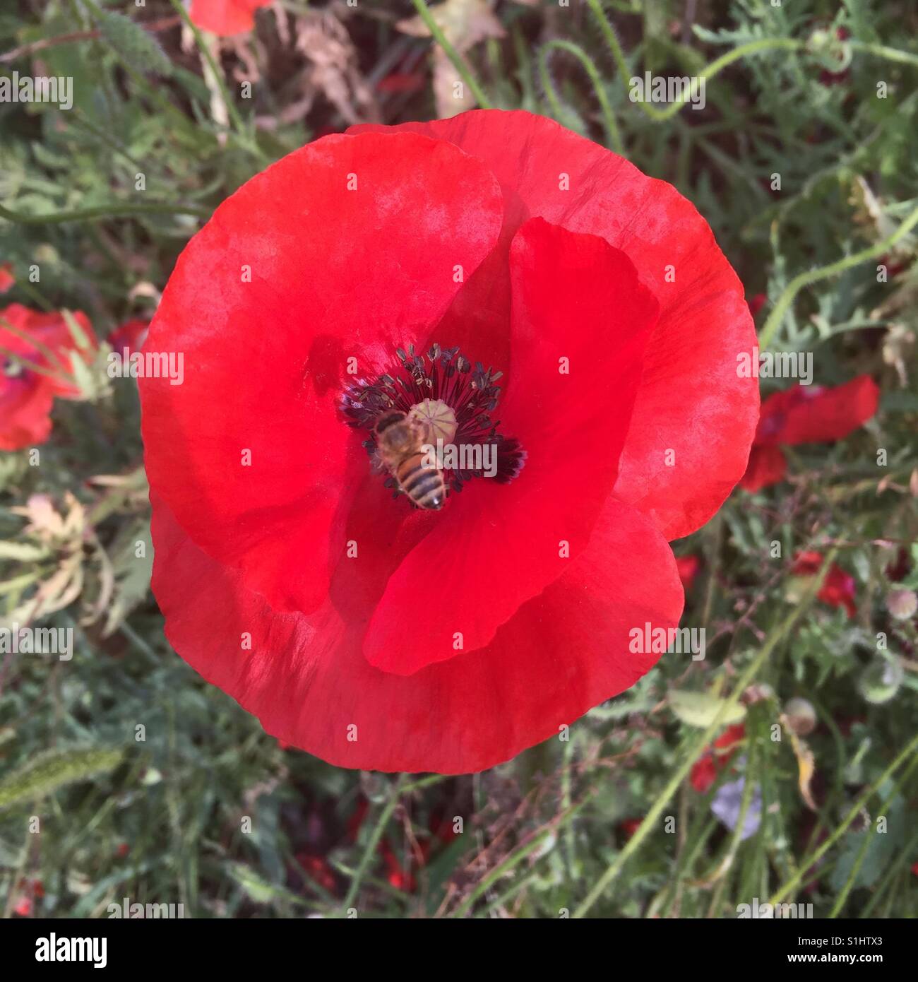 Close up of Corn Poppy Blooming Outsides Stock Photo - Alamy
