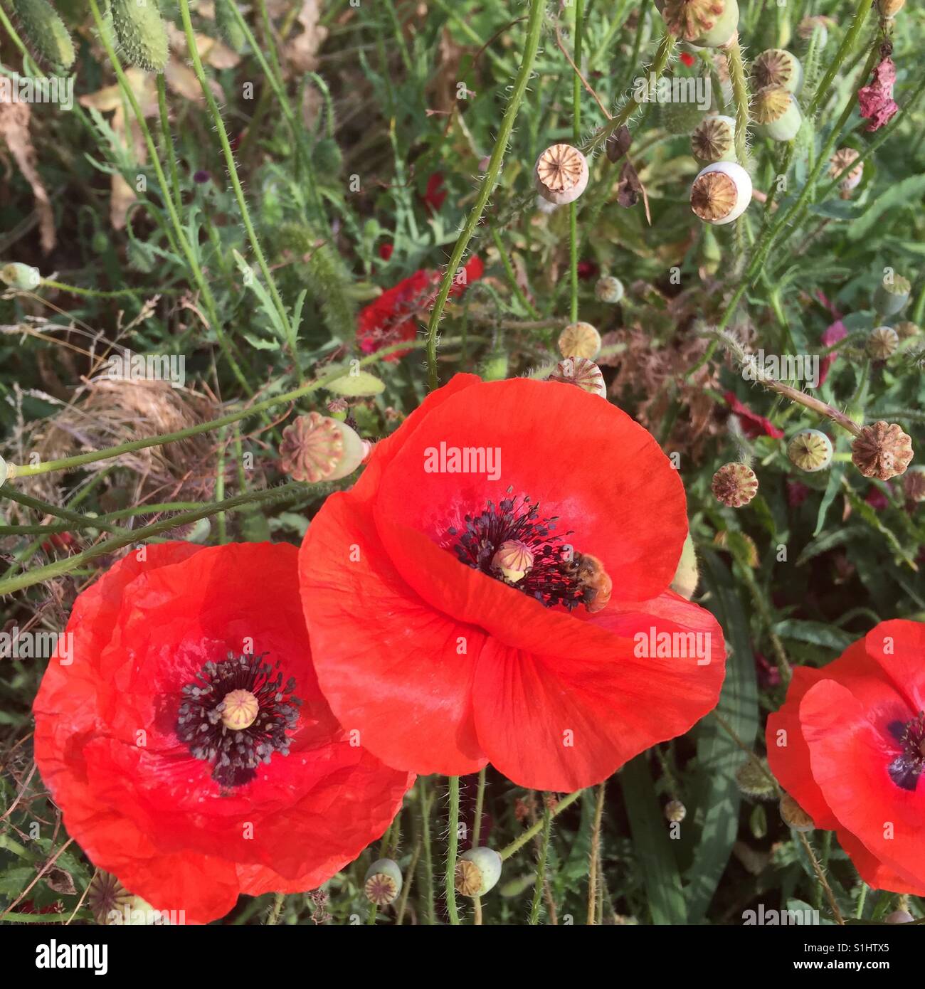 Corn poppy blooming hi-res stock photography and images - Alamy