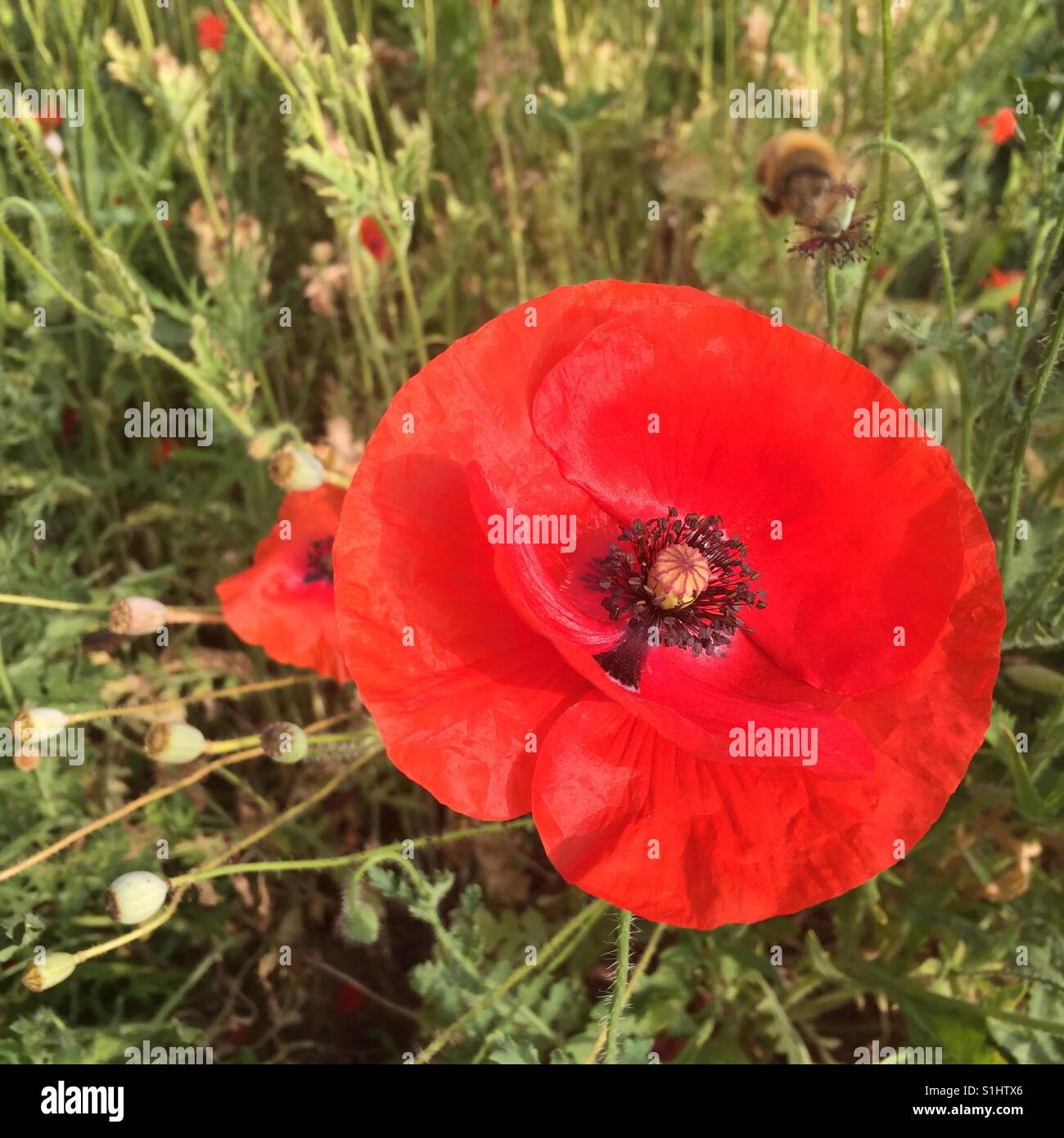 Red poppy with wildlife hi-res stock photography and images - Alamy