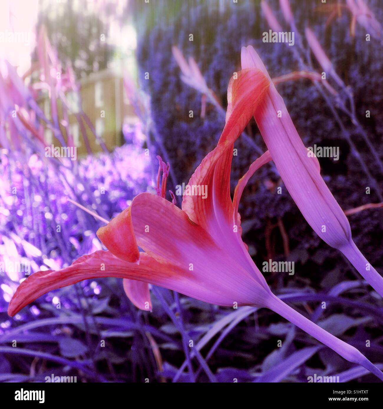 Supersaturated High Resolution Stock Photography and Images - Alamy