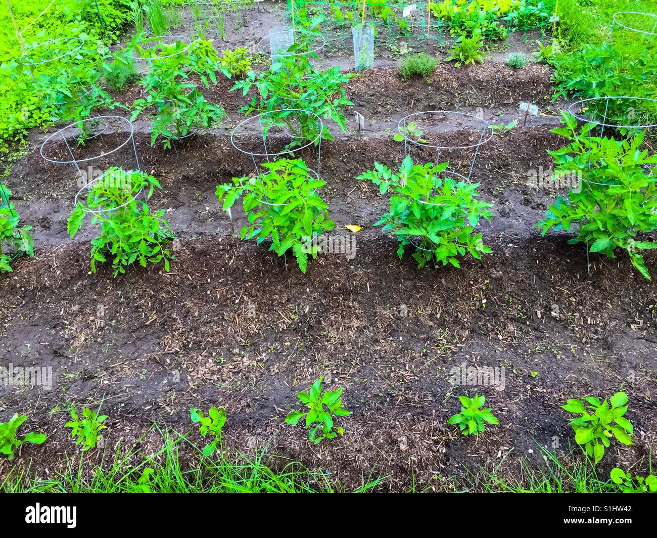 Tomatoes growing in Small community plot Stock Photo - Alamy