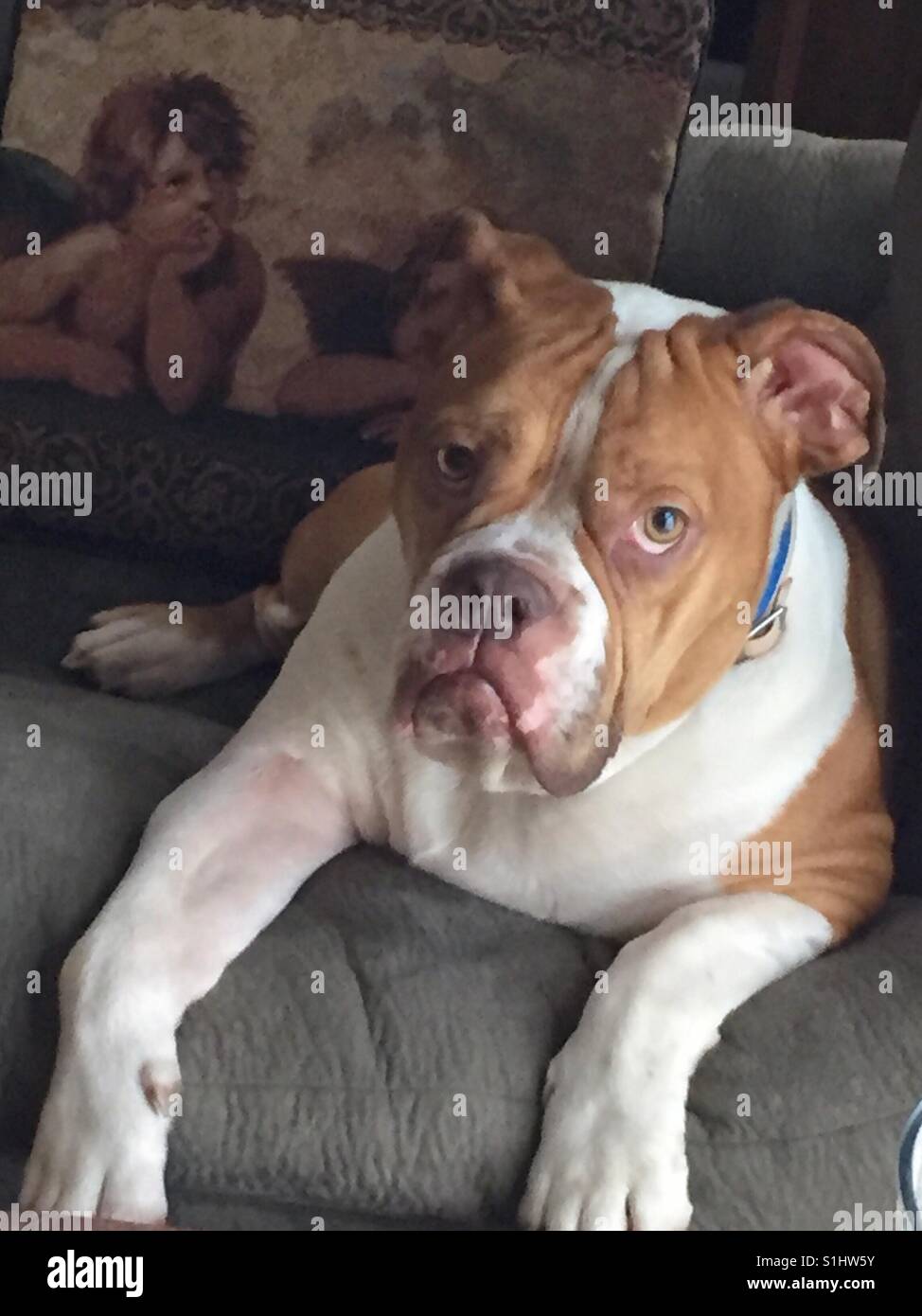 Max, Old English/English Bulldog mix--just chilling Stock Photo - Alamy