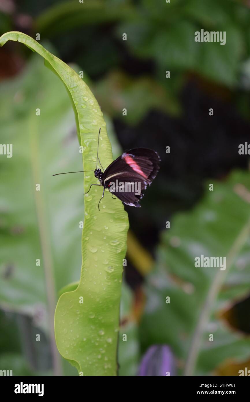 Raindrop Butterfly High Resolution Stock Photography and Images - Alamy