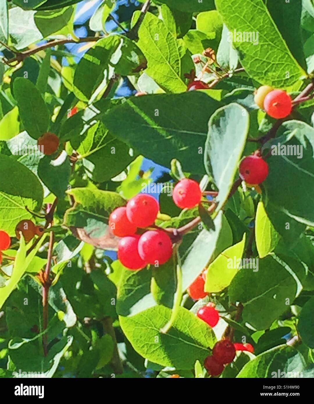 Pin cherry tree Stock Photo - Alamy