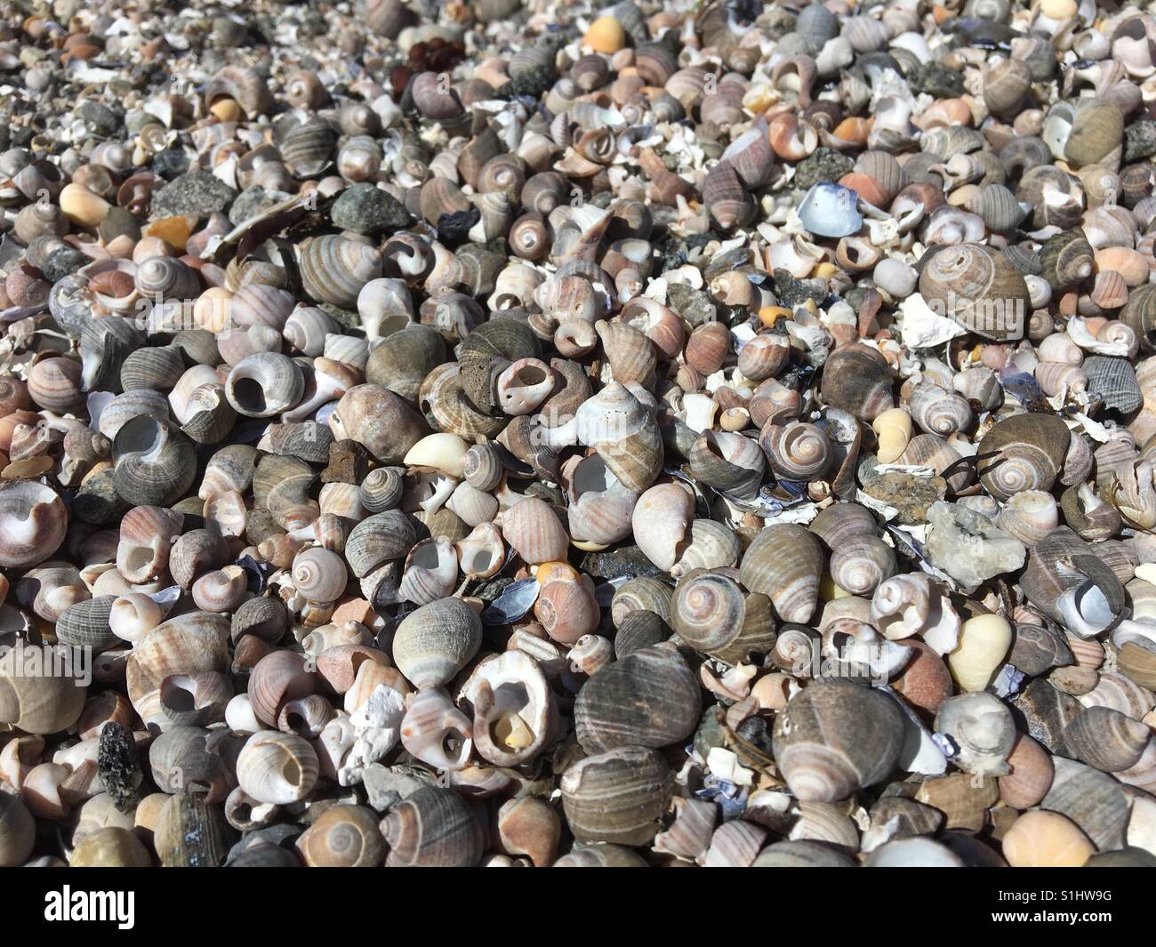 Ocean snails snail shells hi-res stock photography and images - Alamy