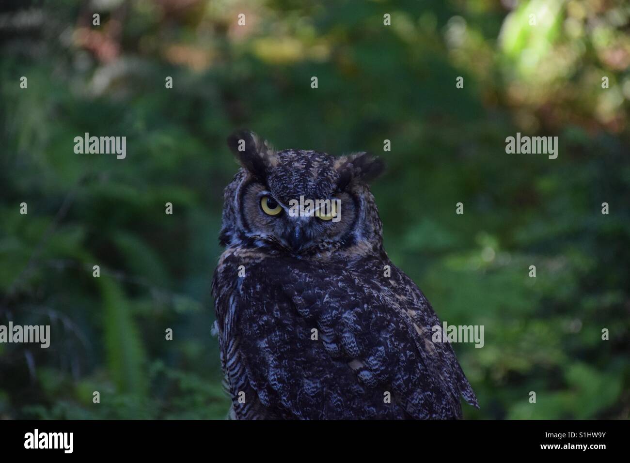 Vancouver owl hi-res stock photography and images - Alamy