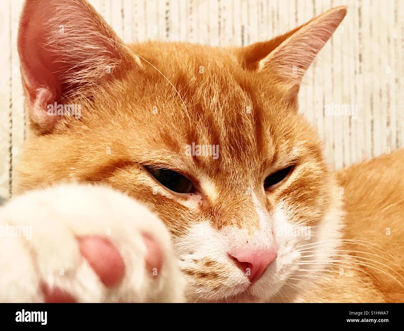 Feral Tomcat High Resolution Stock Photography and Images - Alamy