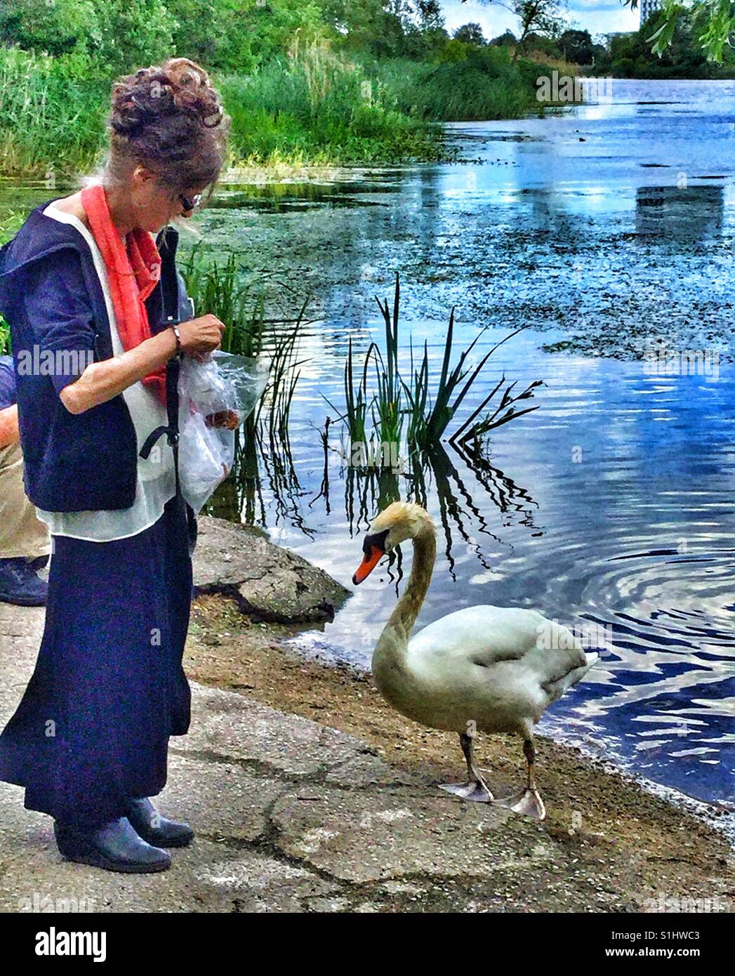 Woman Feeding Swan High Resolution Stock Photography and Images - Alamy