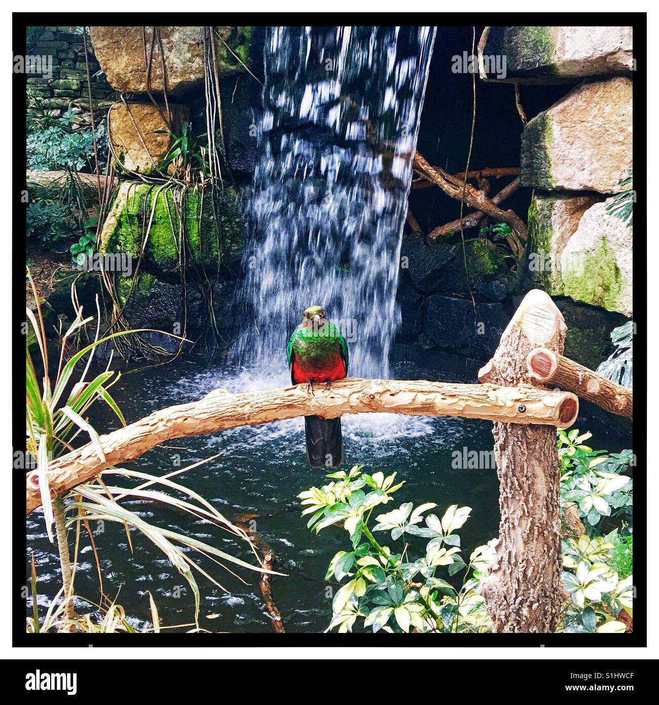 Parrot water hi-res stock photography and images - Alamy