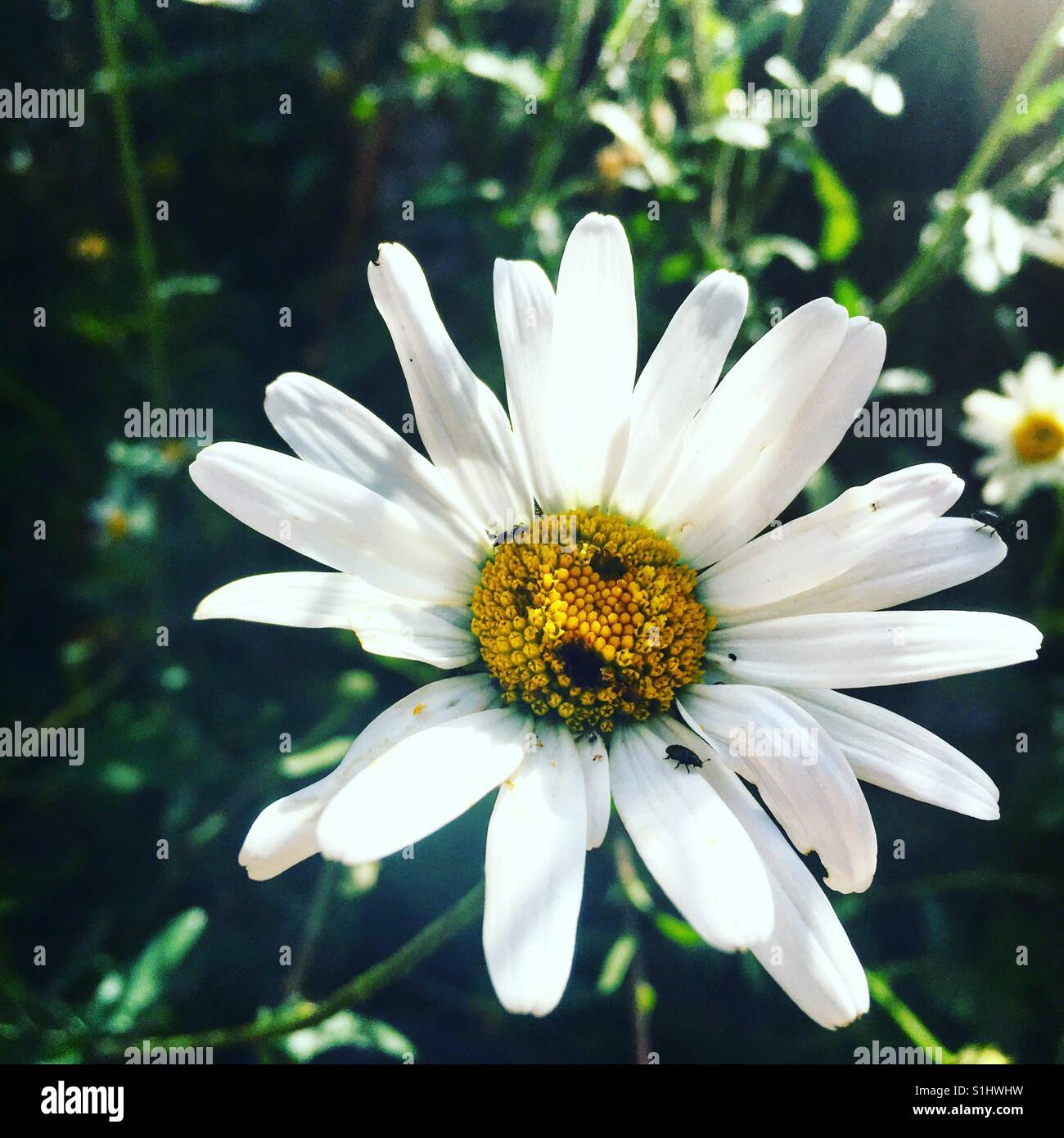 Sunshine and face hi-res stock photography and images - Alamy