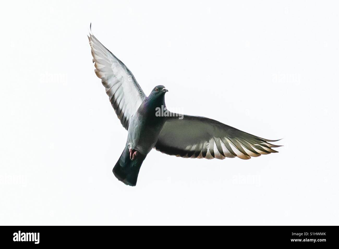 Flying angel wings hi-res stock photography and images - Alamy