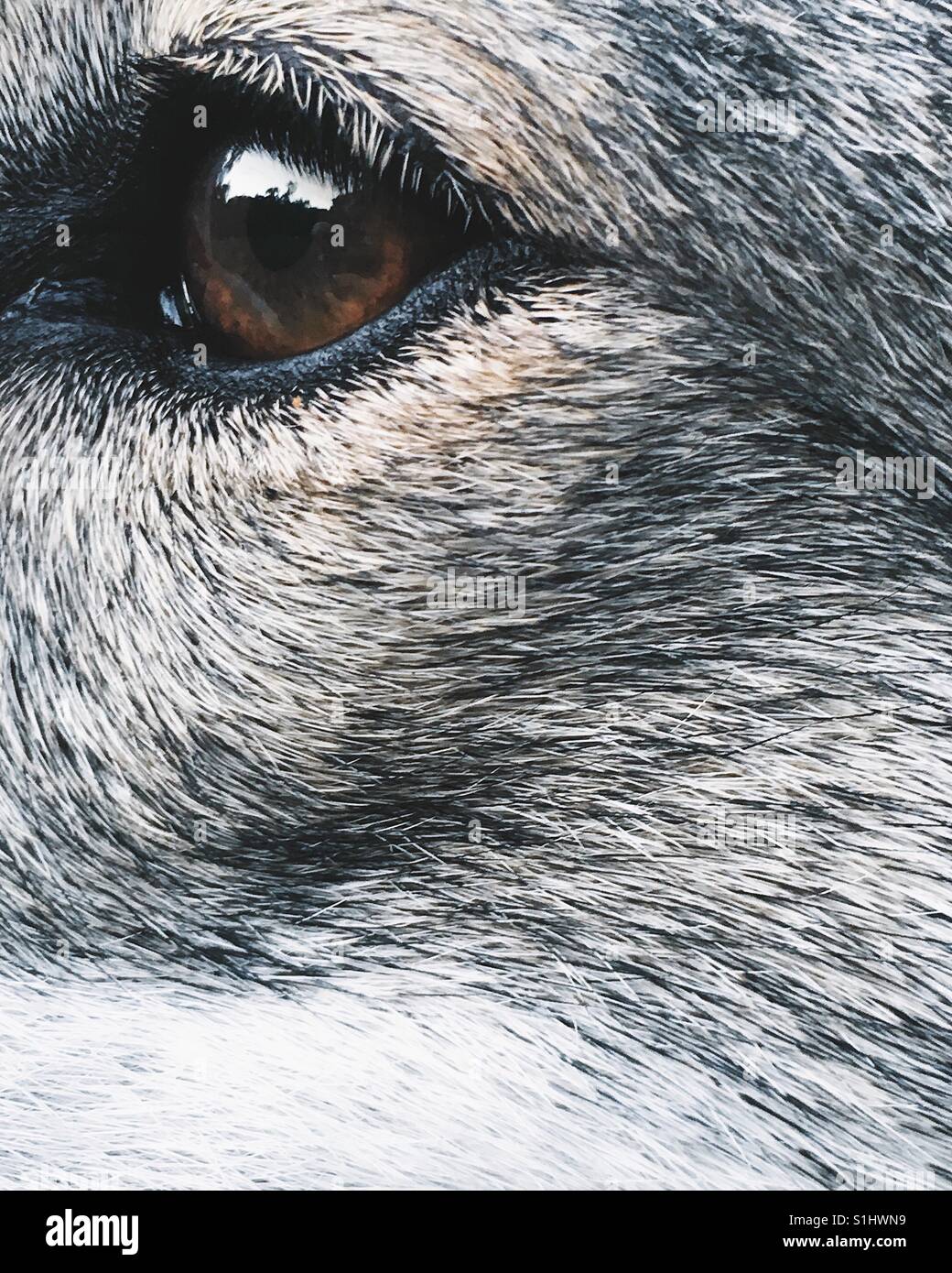 Close-up dog's eye Stock Photo - Alamy
