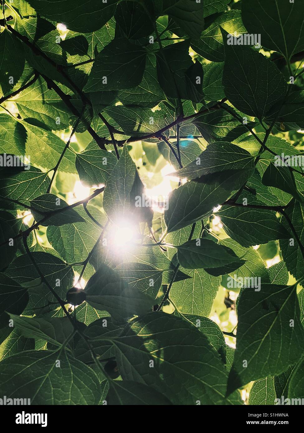 Light through the leaves hi-res stock photography and images - Alamy