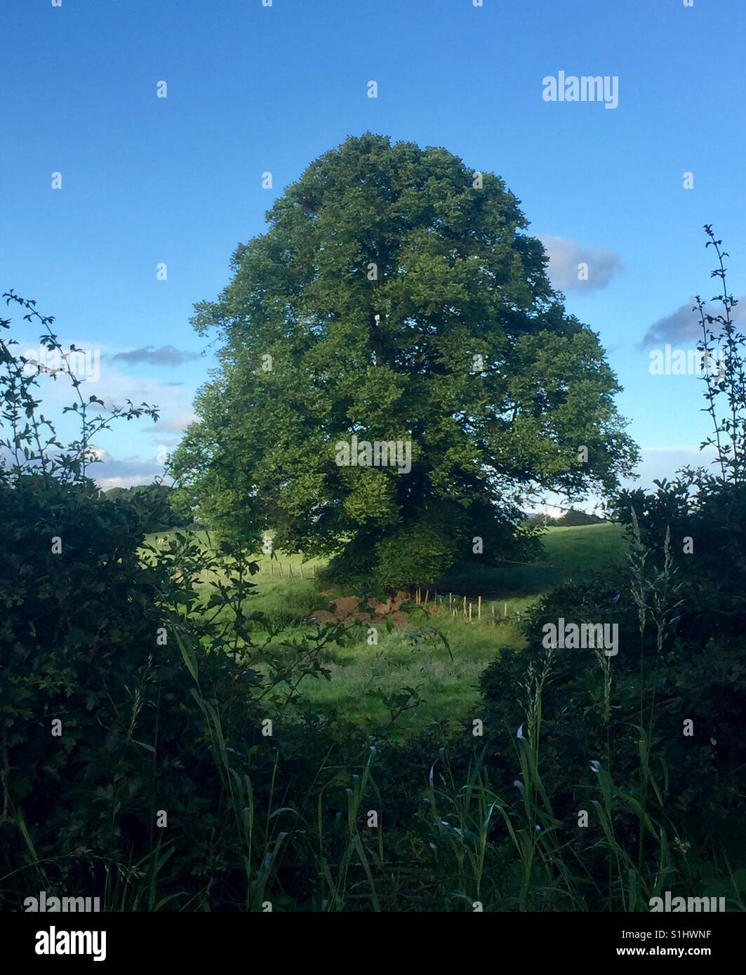 Seasons tree hi-res stock photography and images - Alamy