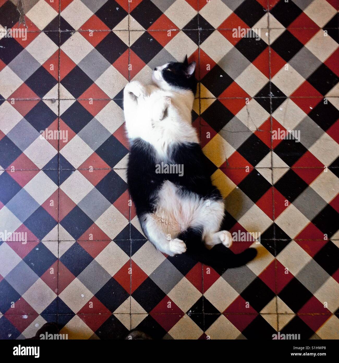 Floor tiles cat hi-res stock photography and images - Alamy
