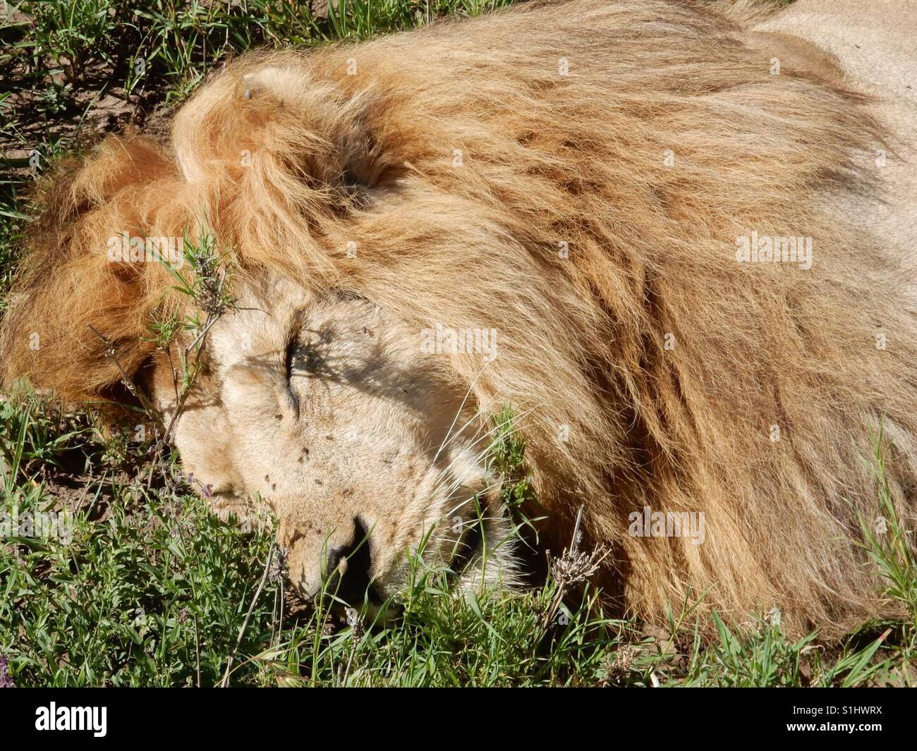 Sleeping lion sleepy lion hi-res stock photography and images - Alamy