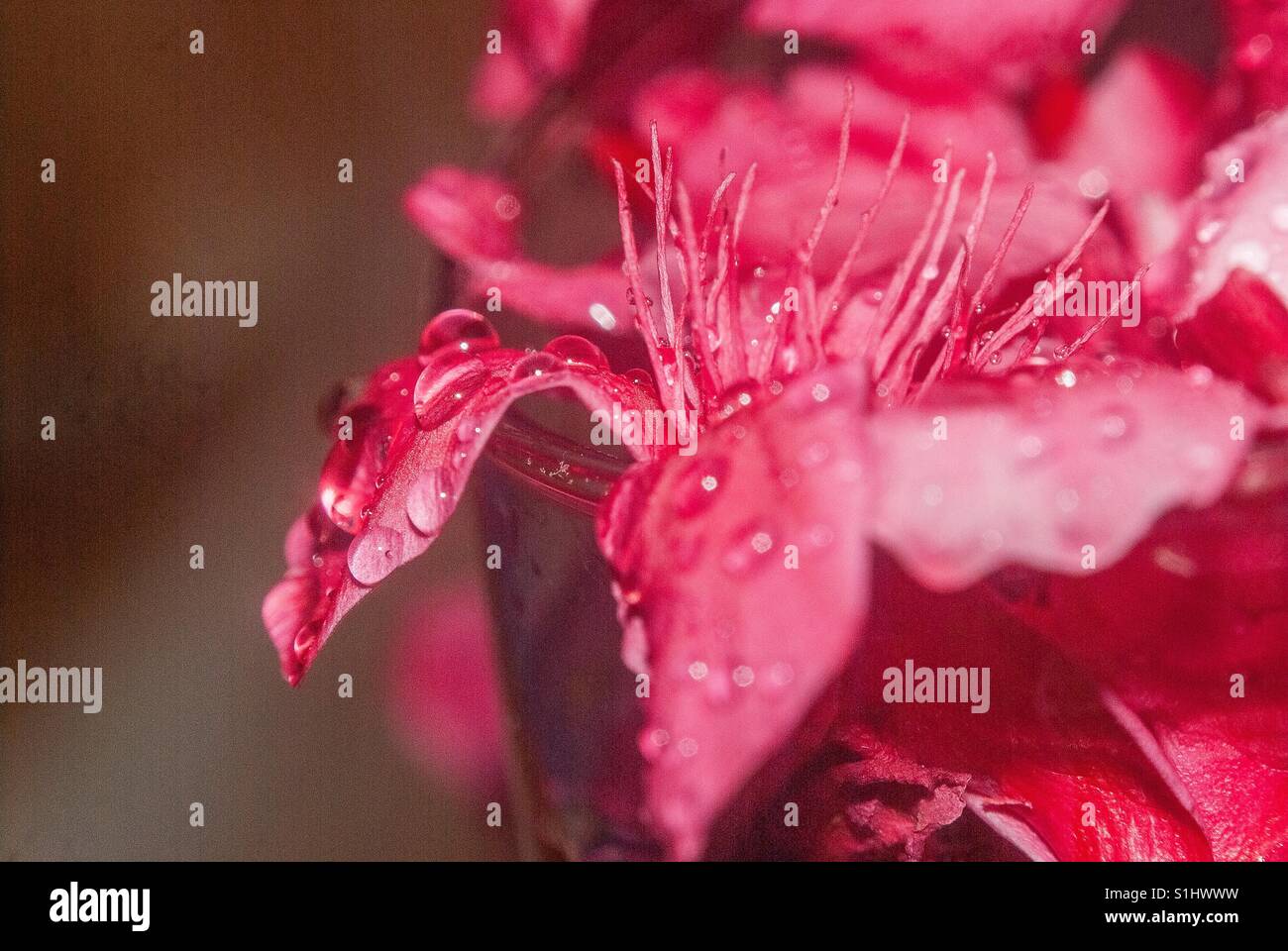 Liquid flower hi-res stock photography and images - Alamy