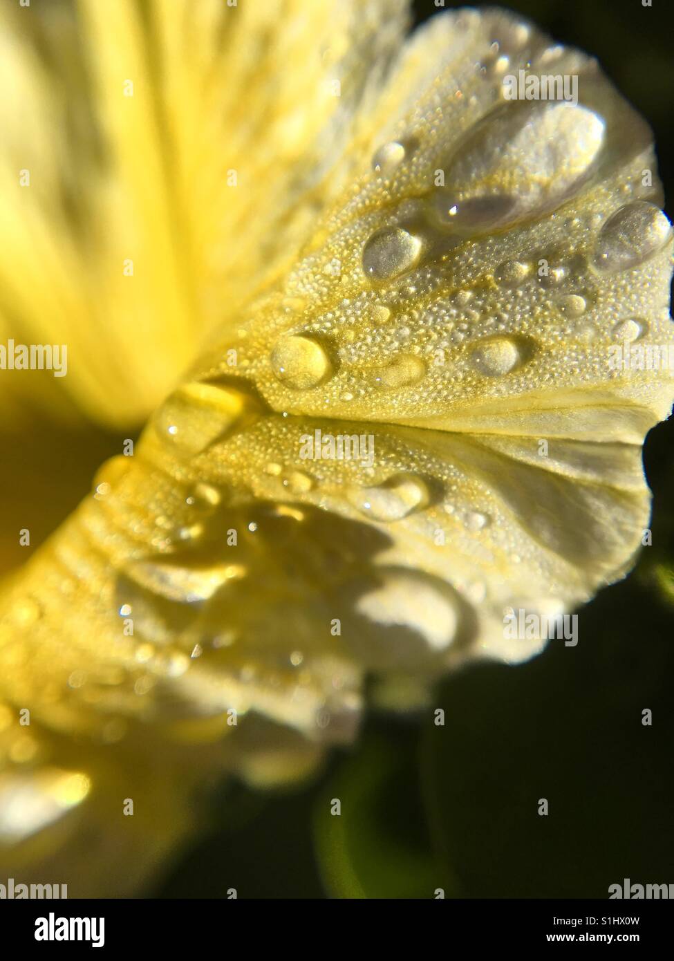 Yellow Petunia with water drops Stock Photo - Alamy
