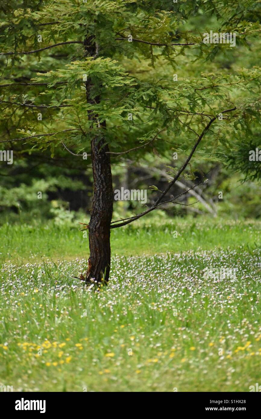 Small Tree High Resolution Stock Photography and Images - Alamy