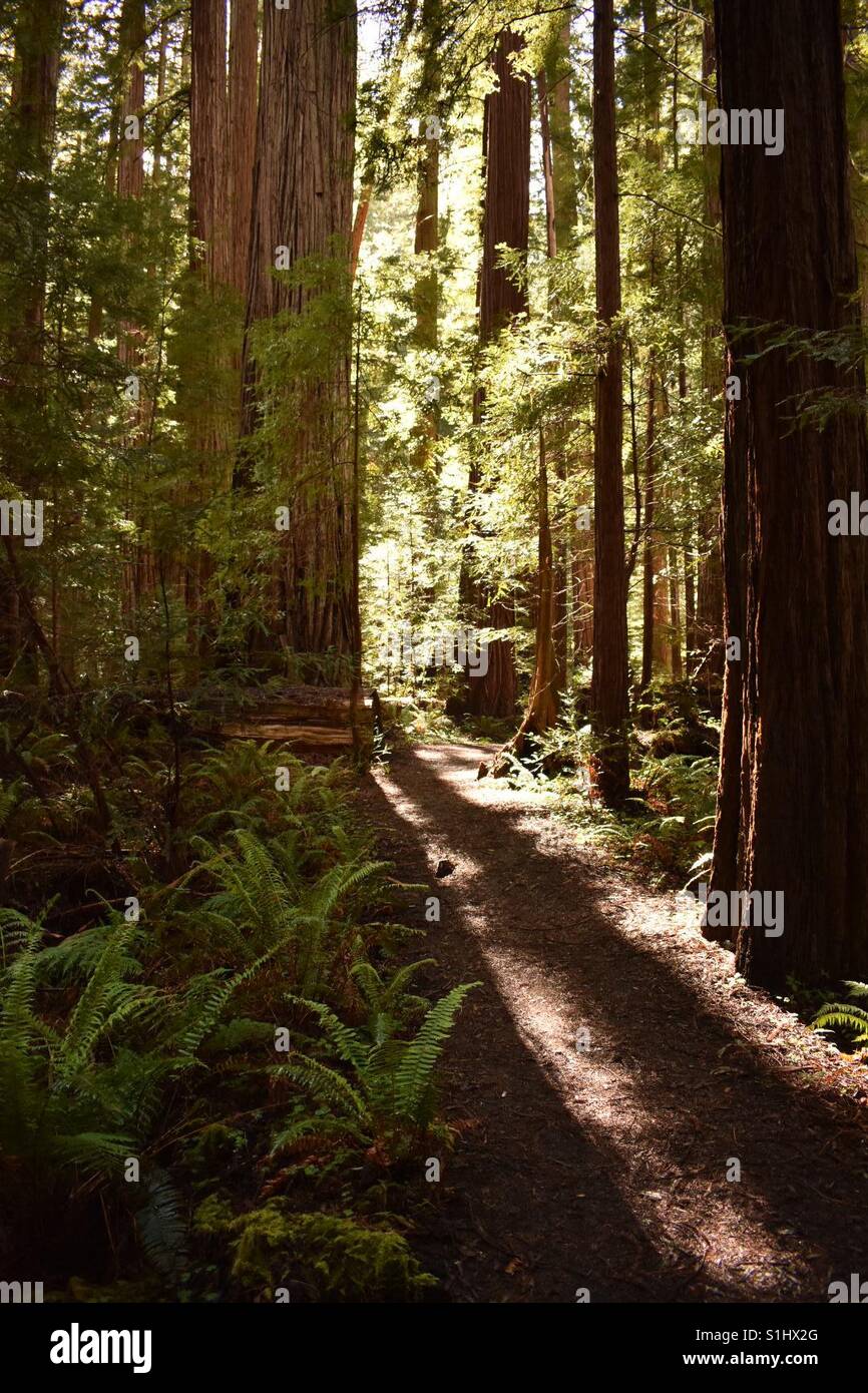Redwood beams hi-res stock photography and images - Alamy