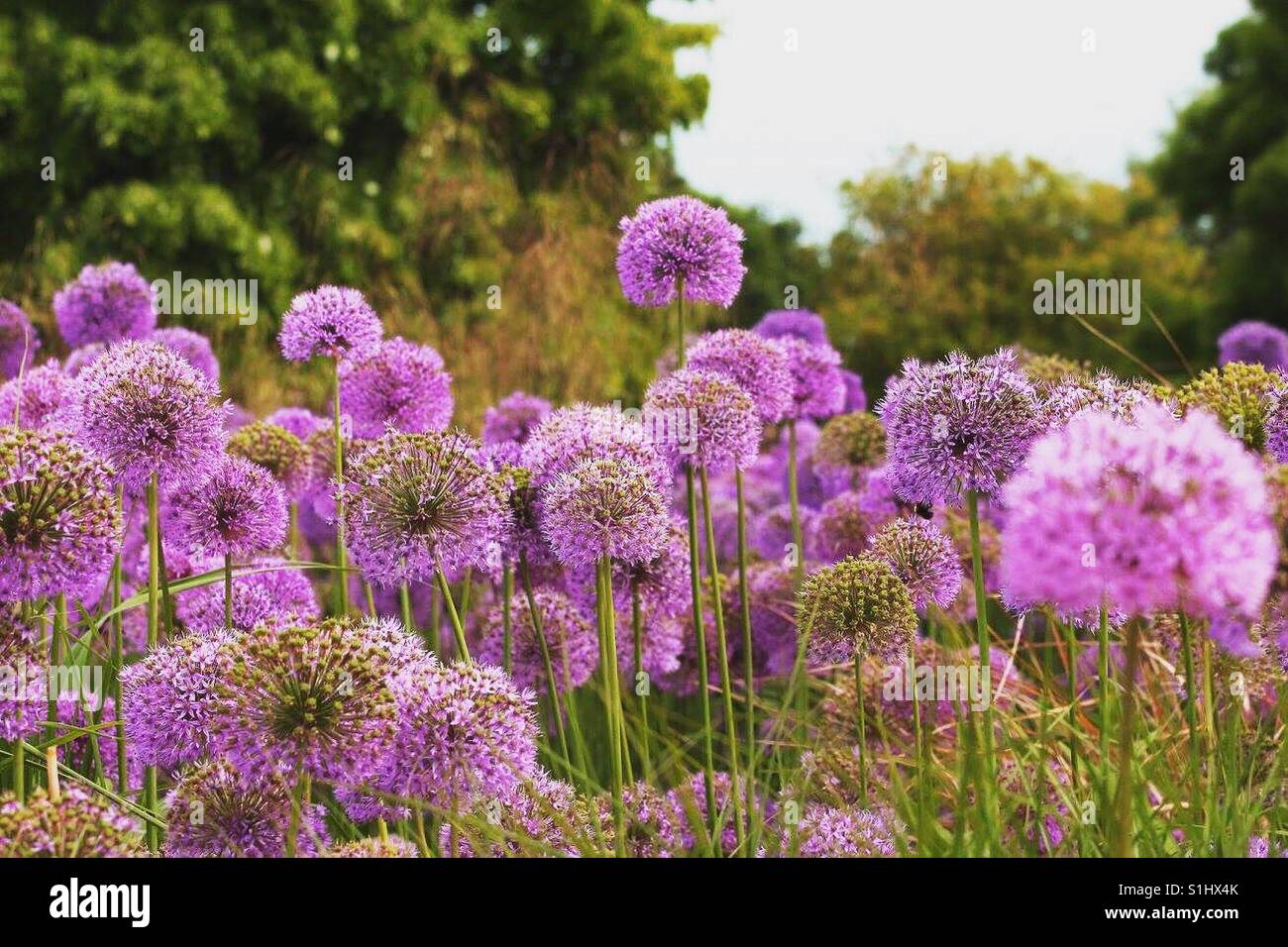 Alliums in the Sun Stock Photo - Alamy