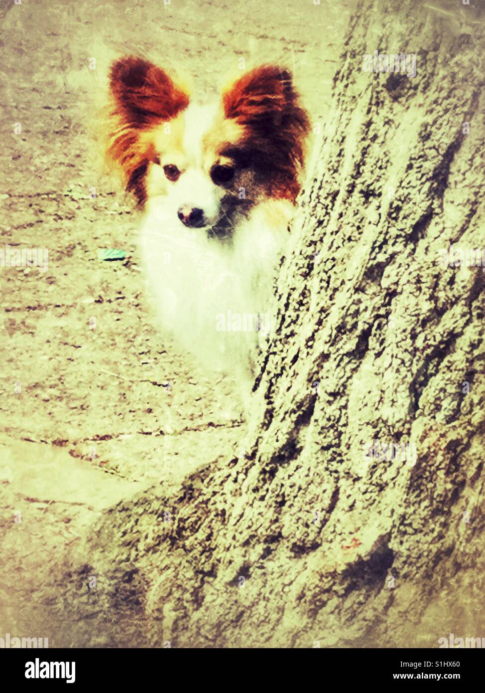 Curious little dog Stock Photo - Alamy