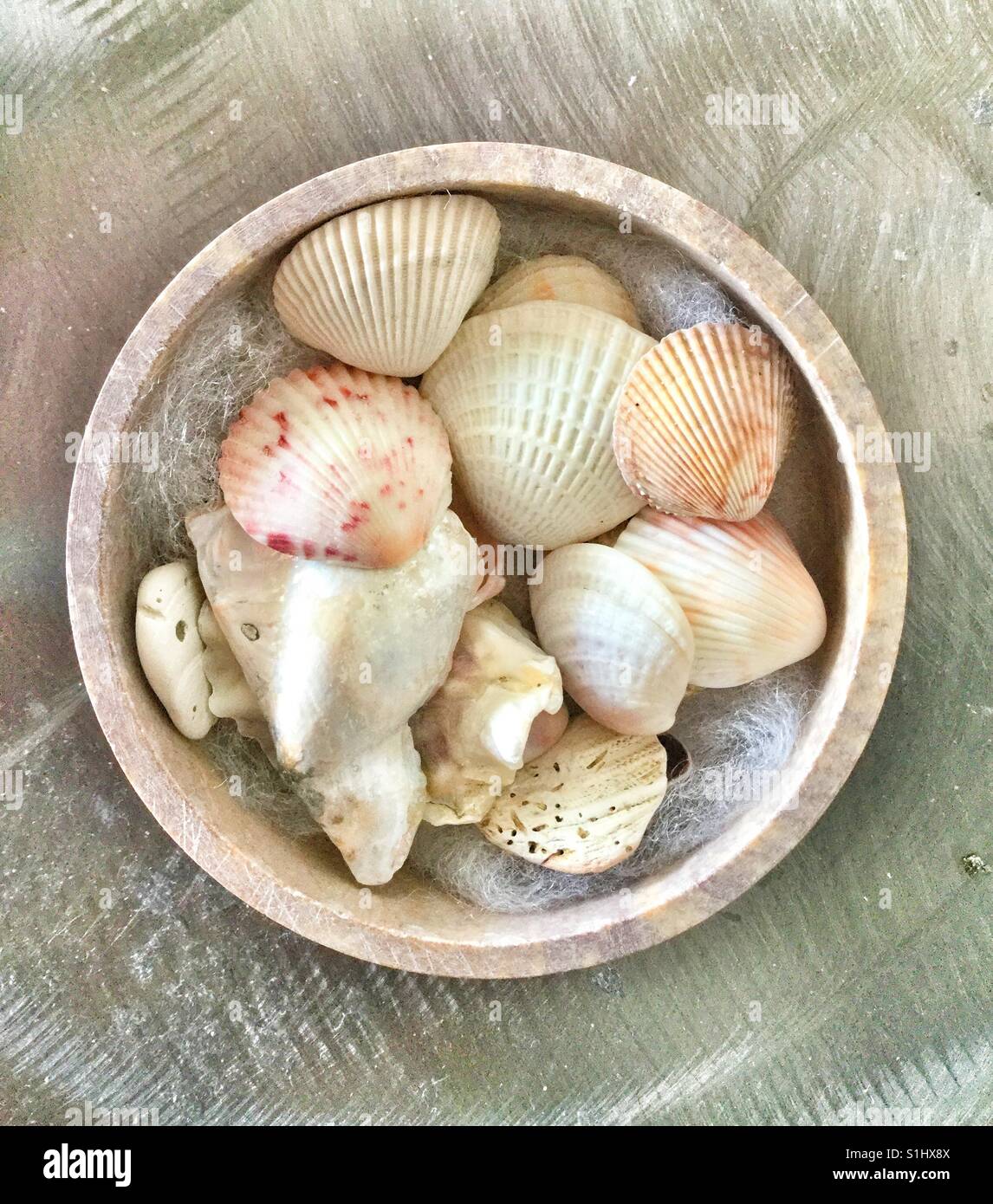 Seashell circle hi-res stock photography and images - Alamy
