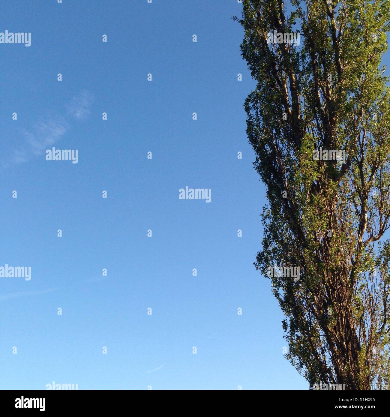 Single but strong Stock Photo - Alamy