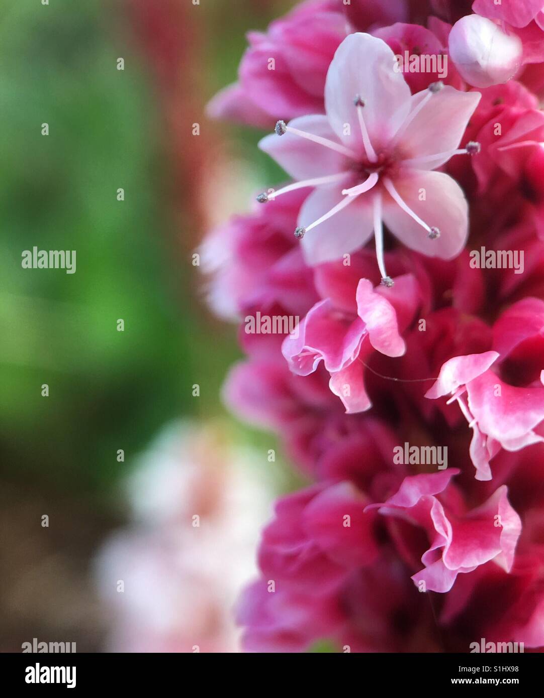Red shank flower hi-res stock photography and images - Alamy