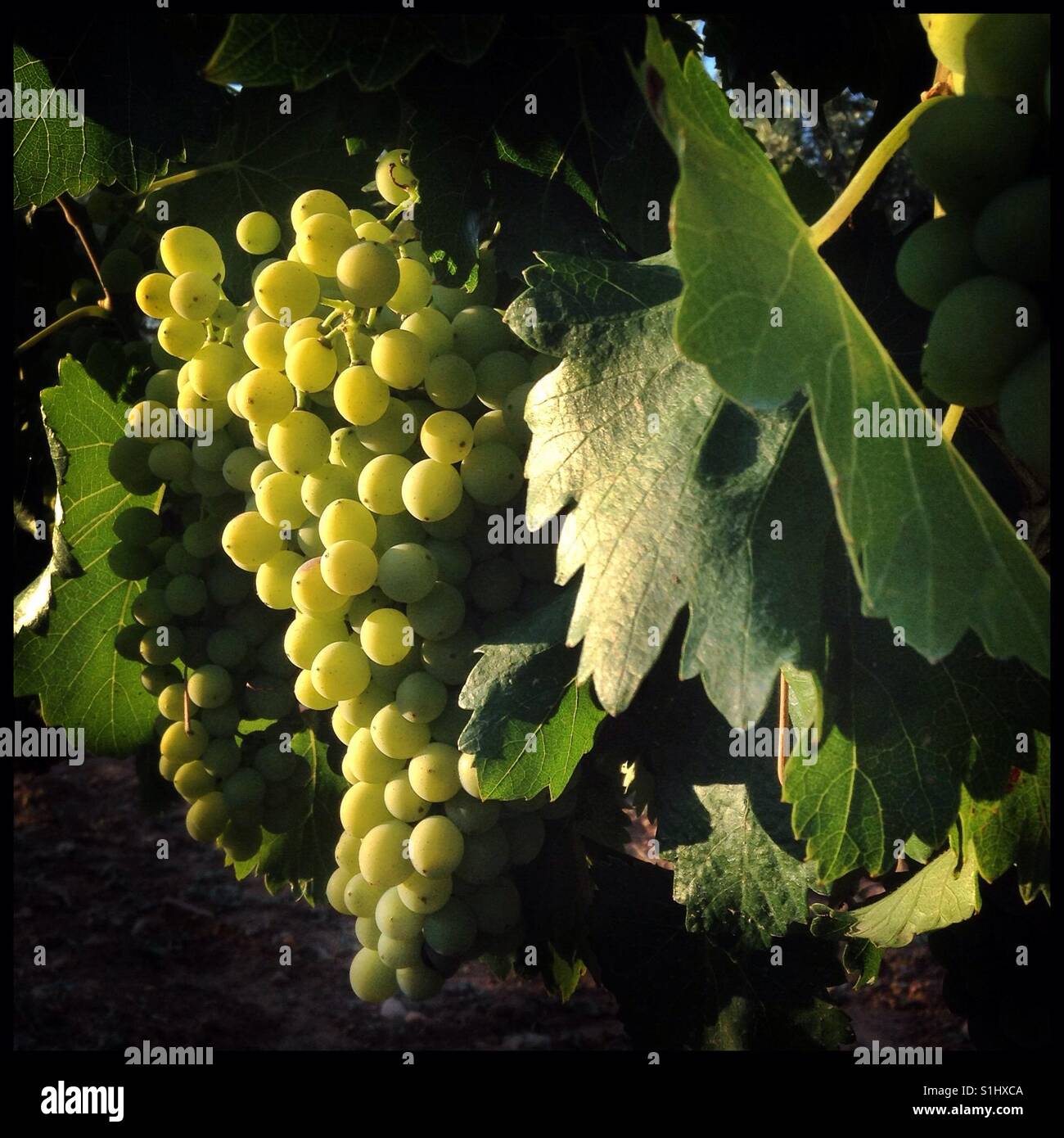 Grenache Grape High Resolution Stock Photography and Images - Alamy