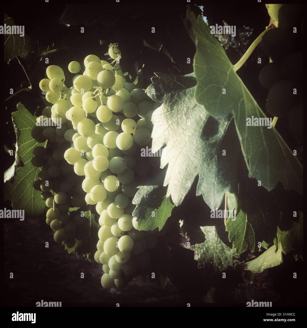 Grenache grapes in the summer [prior to ripening], Catalonia, Spain ...