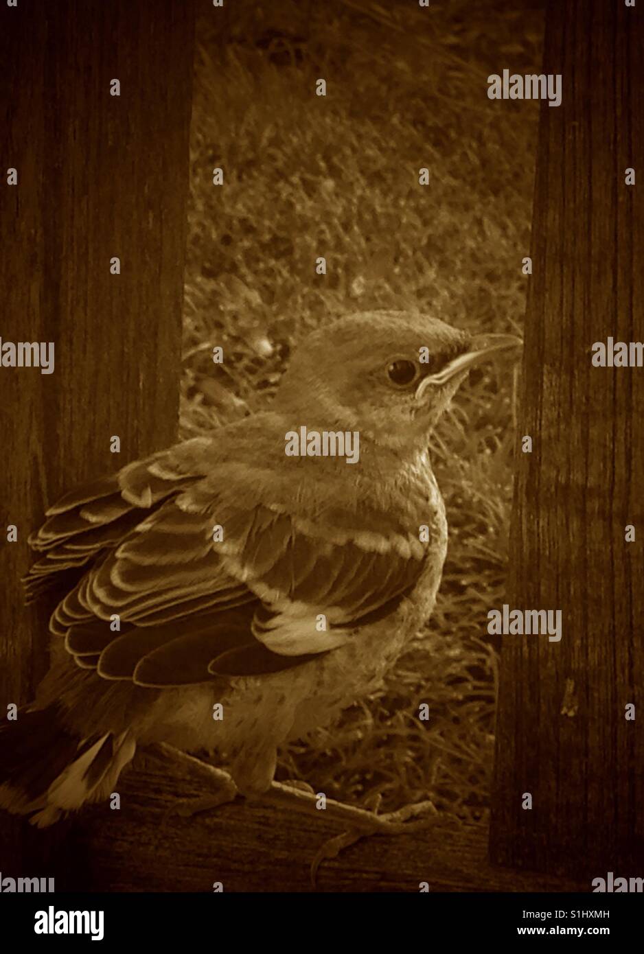 Mockingjay In Real Life